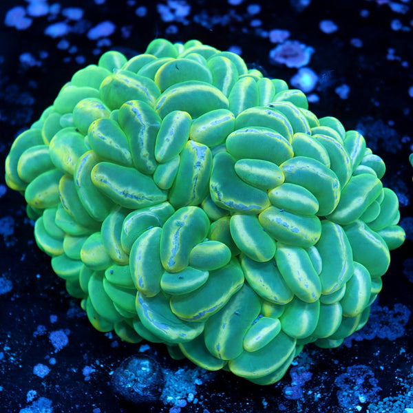 Bubble Coral – Blue Seas Aquariums
