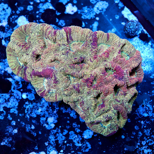 Favia – Blue Seas Aquariums