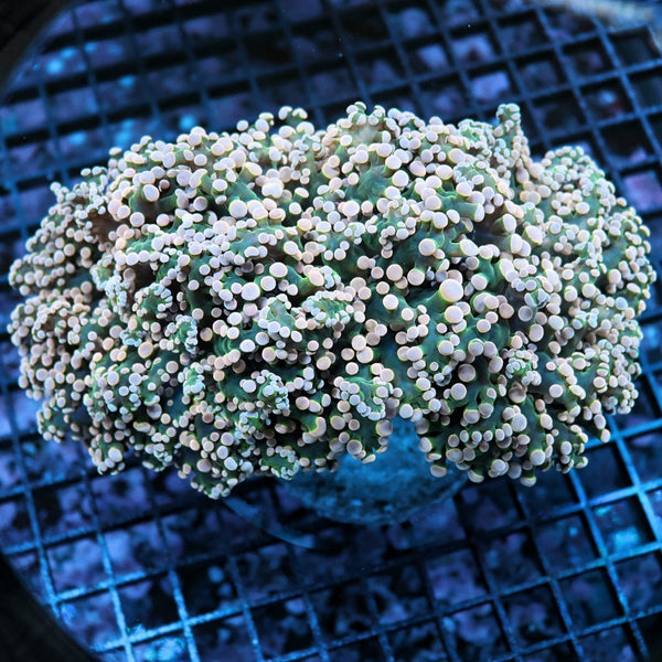 Frogspawn Colony – Blue Seas Aquariums