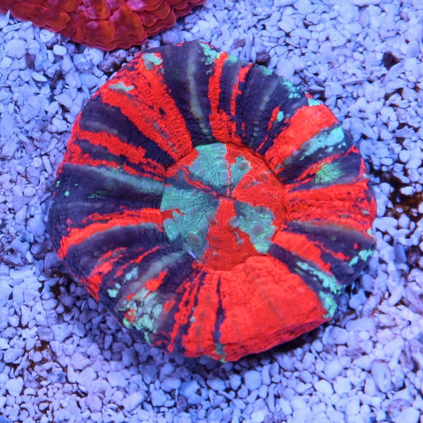 War Paint Scoly – Blue Seas Aquariums