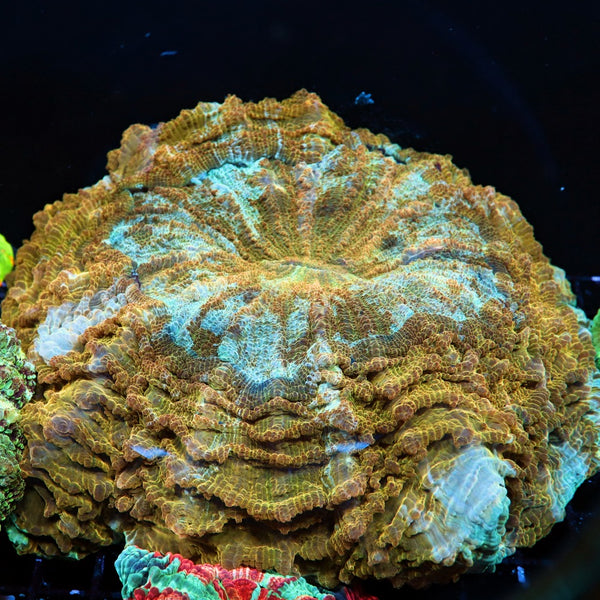 Ultra Gold Acantho – Blue Seas Aquariums