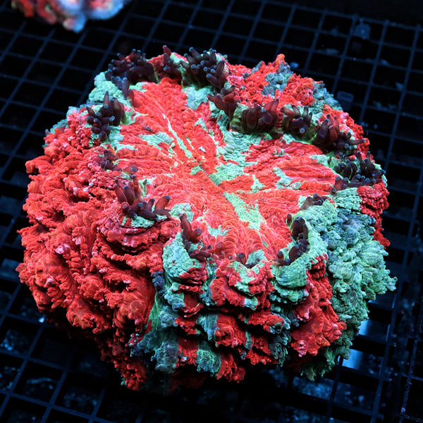 Acantho – Blue Seas Aquariums