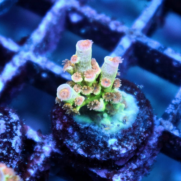 Asst. Acro – Blue Seas Aquariums