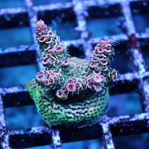 Asst. Acro – Blue Seas Aquariums