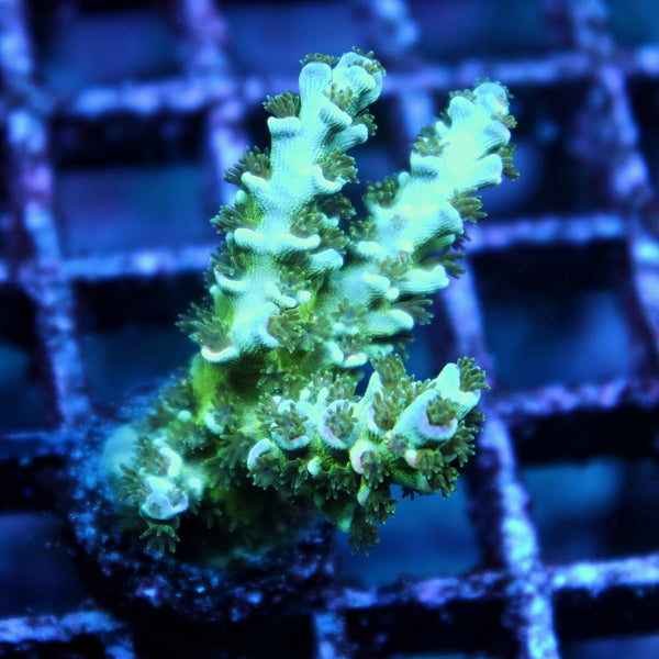 Asst. Acro – Blue Seas Aquariums