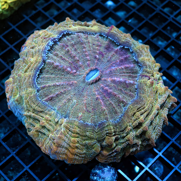 Acantho – Blue Seas Aquariums