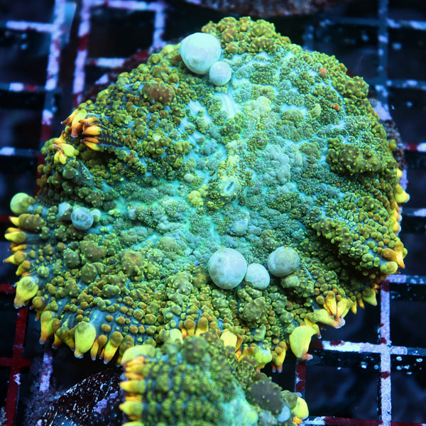 Infinity Gauntlet Bounce Mushroom – Blue Seas Aquariums