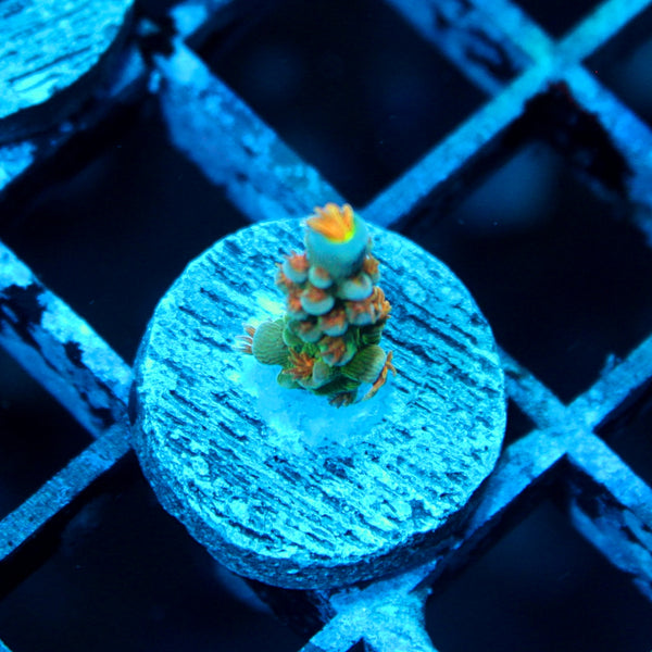 RR Orange Passion Acro – Blue Seas Aquariums