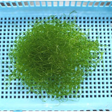 Macroalgae – Blue Seas Aquariums